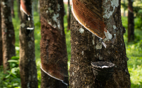 Perlindungan Optimal untuk Perkebunan Karet Menggunakan TB 192 Dari ...